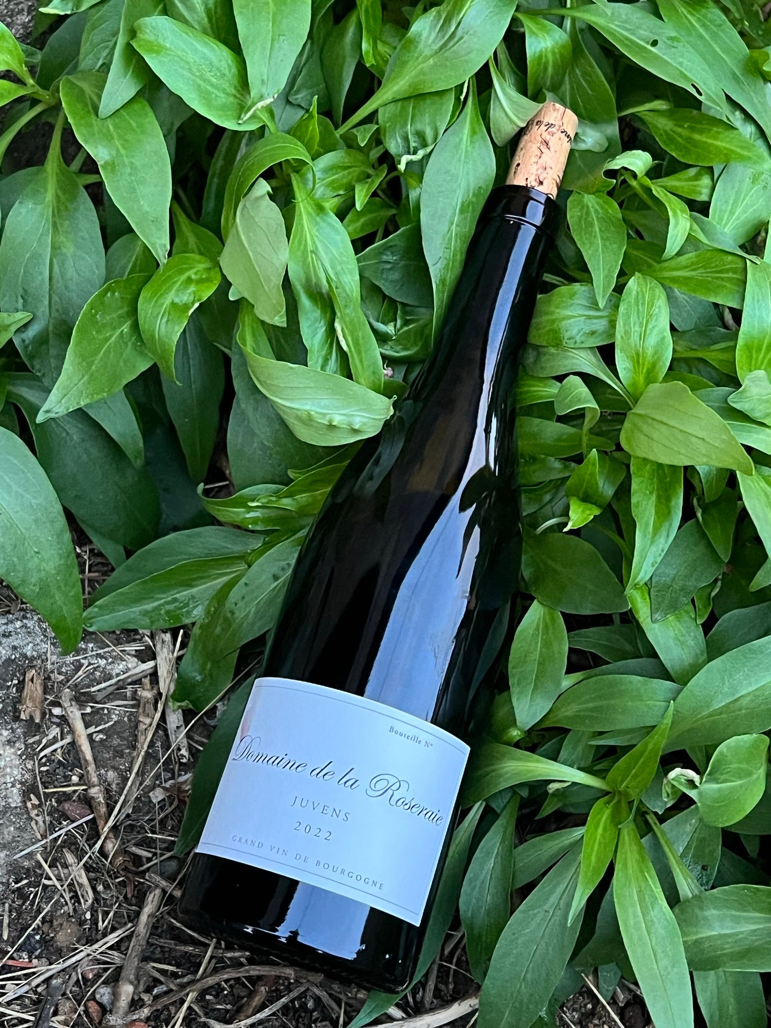 WJ Drinks – Wine Journey